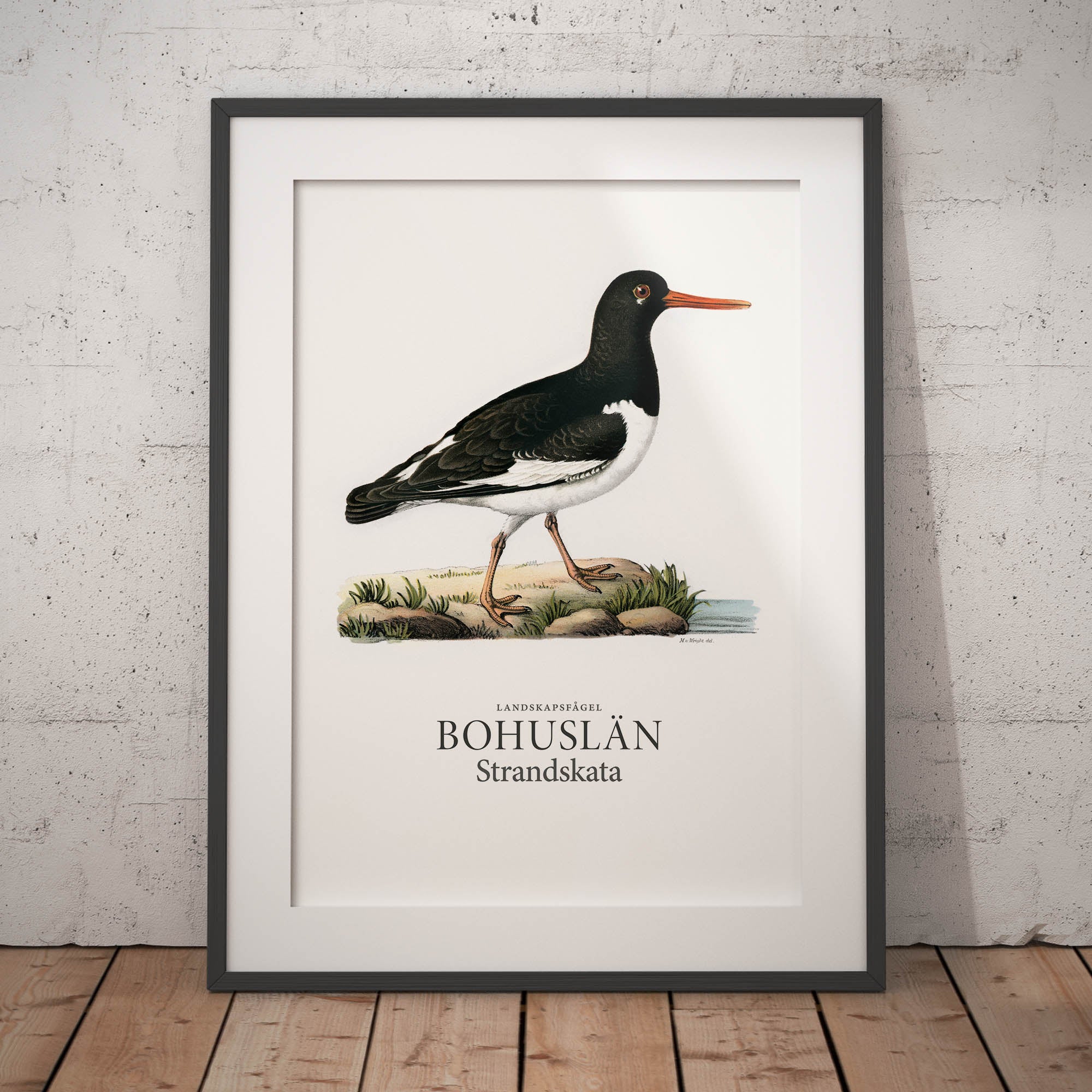 Bohusläns landskapsfågel, Strandskata – Svenska fåglar