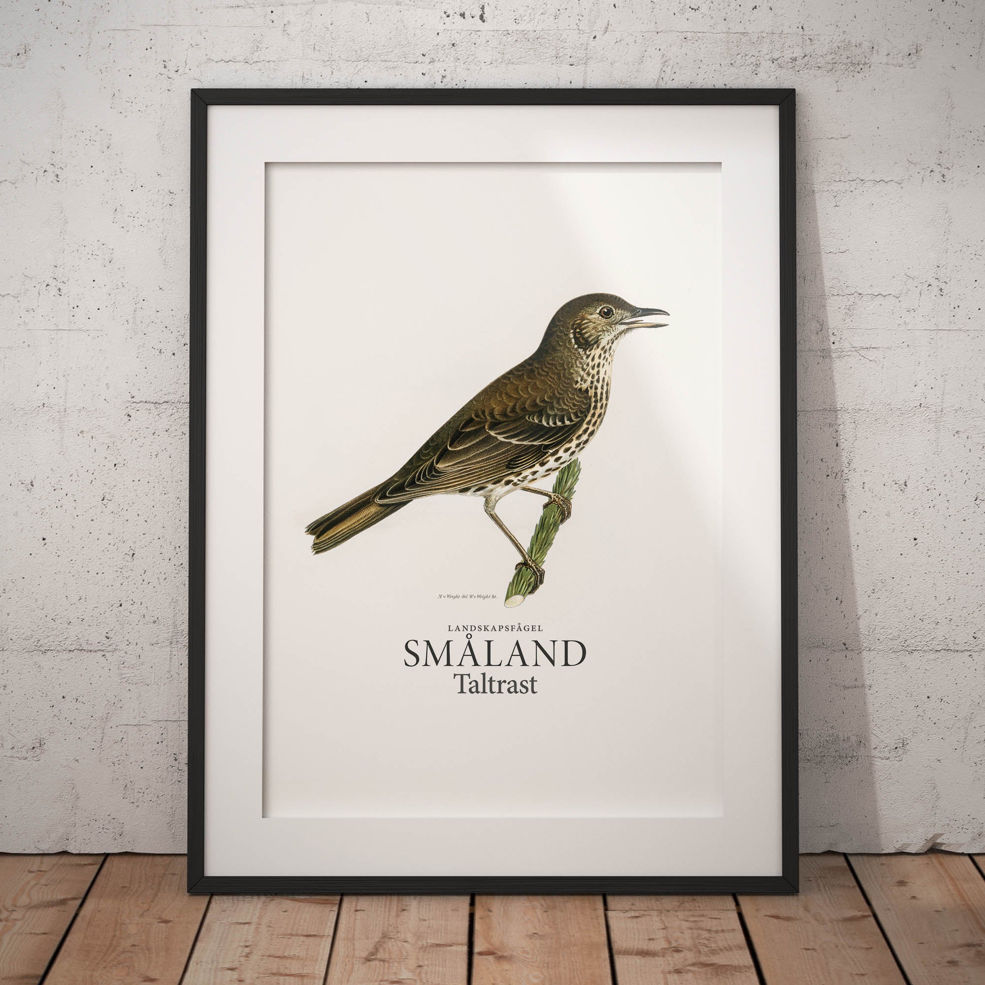 Smålands landskapsfågel, Taltrast – Svenska fåglar